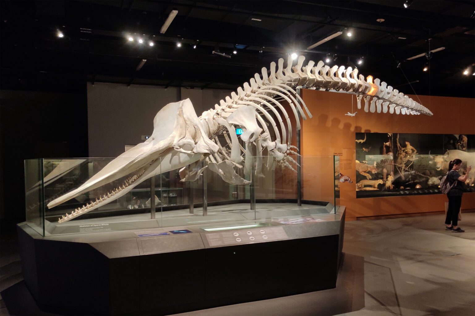 マッコウクジラ：歯のある動物で世界最大の捕食者 | ジオチャン